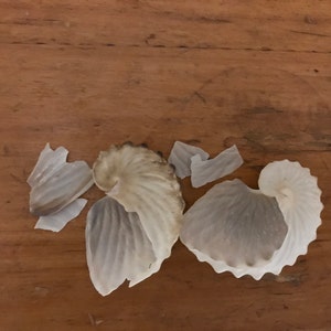 Fulgoraria Rupestris Volute Voluta Shell 4-1/2 - Etsy