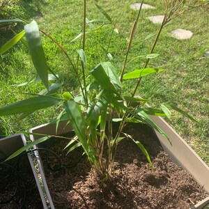 Red Temple Bamboo / Narihira Bamboo Semiarundinaria Fastuosa | Etsy
