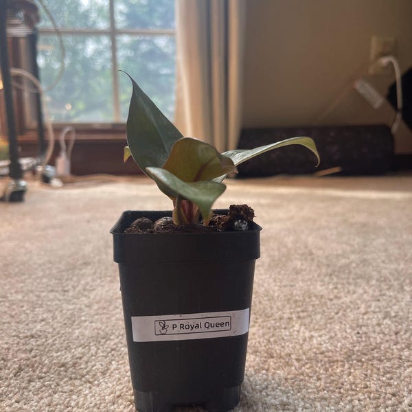 Philodendron Royal Queen Starter Plant ALL STARTER PLANTS Require You ...