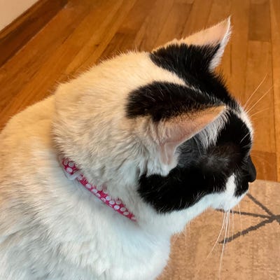 Nautical Pet ID Tag Lighthouse Dog Name Tag Sailor Stamped Cat ID Tag ...