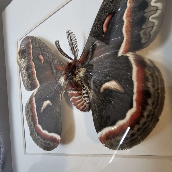 Real Lanternfly/plant Hopper Collection Pryops Astarte Orange Pyrops ...