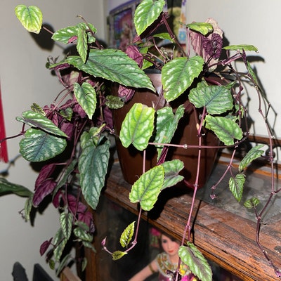 Aglaonema 'bamboo' Sp. Variegated Chinese Evergreen Live Indoor ...
