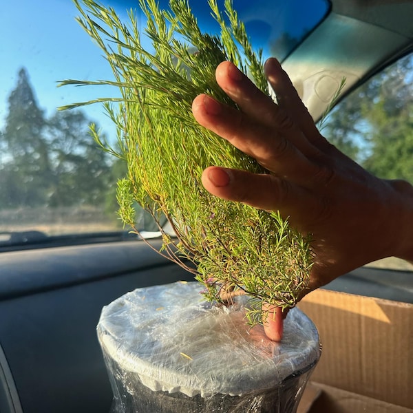 Live Texas Privet/ Ligustrum Japonicum Texanum Come With a One-gallon ...