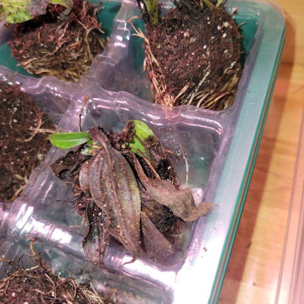 Mini Mighty Mouse Perennial Hosta. Super Cute. Starter Perennial Loves ...