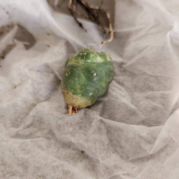 Rare Cactus - Coryphantha Elephantidens Cv. Inermis Offset (1”), Live ...