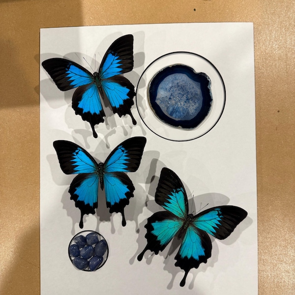 Blue Emperor Swallowtail Butterfly Papilio Ulysses Ulysses Spread or ...