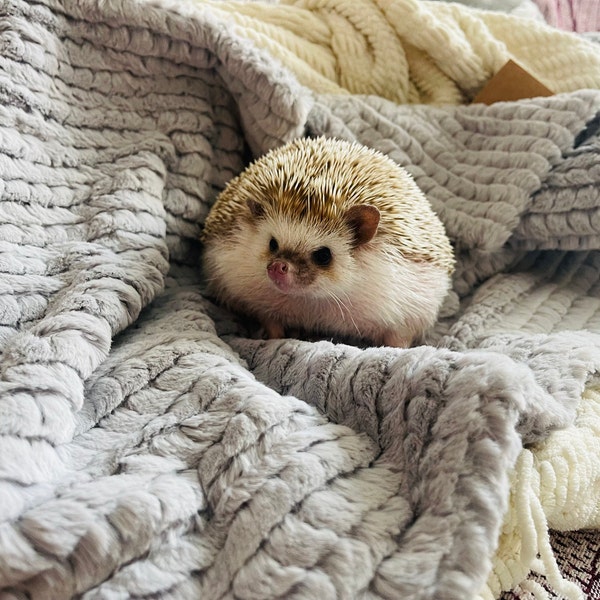 Frosted Lynx Minky Throw Blanket, Christmas Gift, Animal Print Minky ...