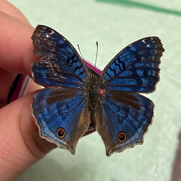 The Blue Buckeye Butterfly, Junonia Rhadama, Unmounted (wings FOLDED ...
