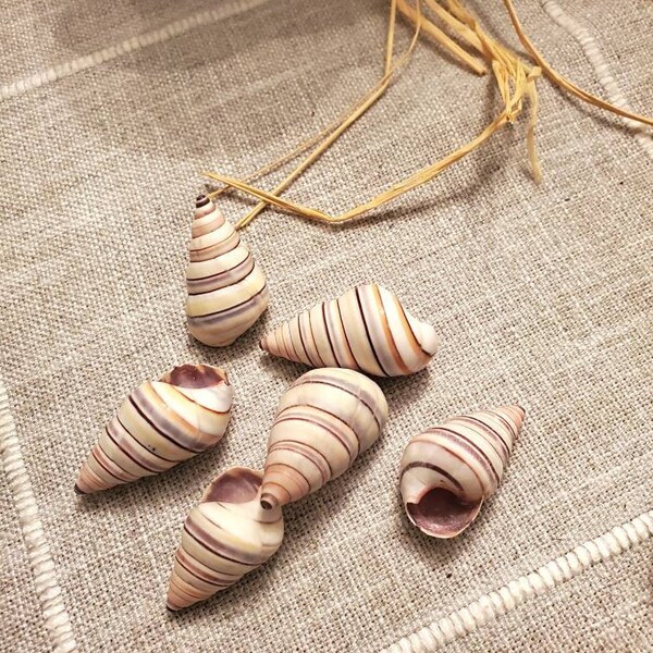 12 Mexican Flat Scallop Shells Seashells Large 3 Crafts Coastal Beach ...