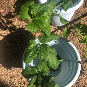 Green SEEDS african Spinach, Efo Tete, Callaloo, Amaranthus Hybridus ...