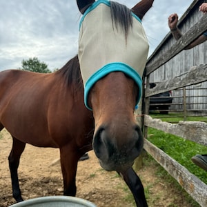 Sheep Leg Wraps, Goat Leg Wraps, Mini Horse Leg Wraps, Glittery Wraps ...