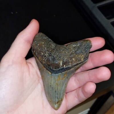 5.60 Nice Fossil Megalodon Shark Tooth Ocean Teeth - Etsy