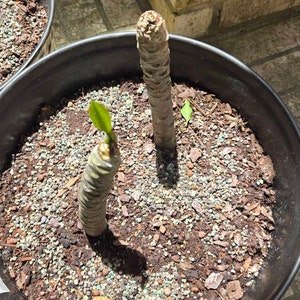 Sale Maui Hawaii Turmeric Olena 6pcs Either Grow It or Eat It : Organic ...
