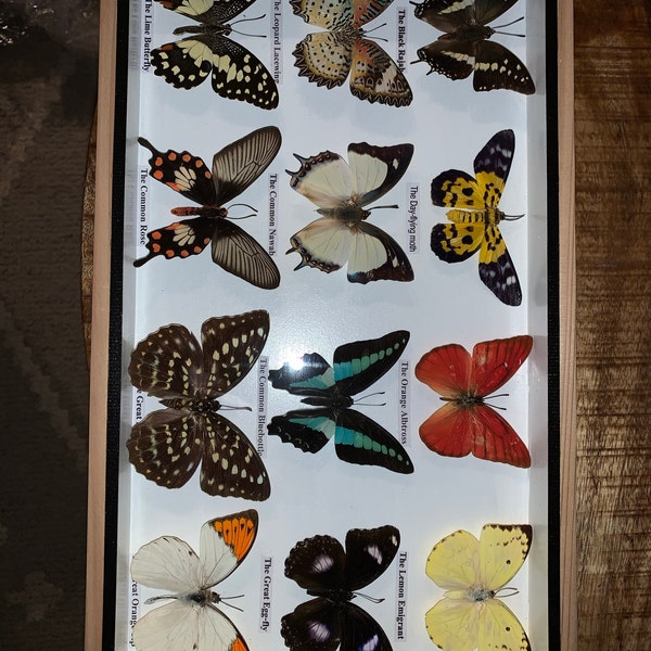 Set Atlas Moth F Butterfly Insect Taxidermy Double Acrylic Glass Frame ...