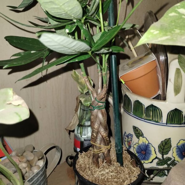 Mican Philodendron Velvet Leaf Philo Indoor & Outdoor Live Tropical ...