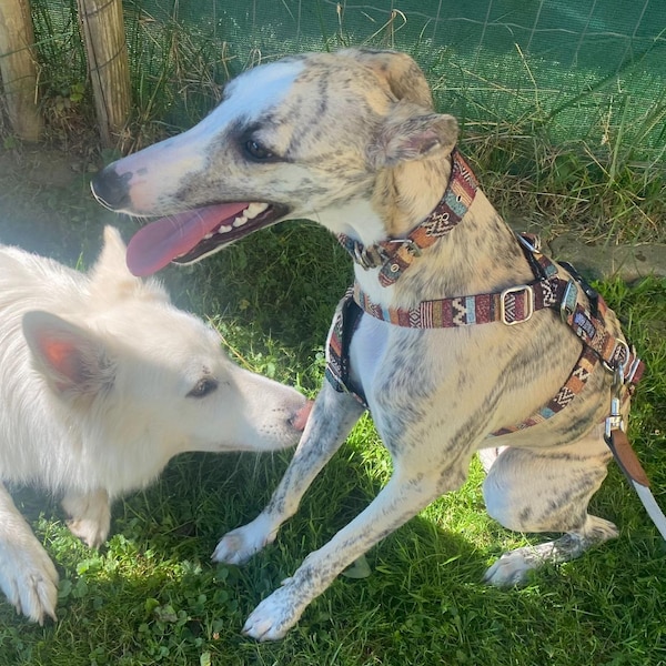 Italian Greyhound, Whippet , Greyhound Jumpsuit | Super Warm Whippet ...