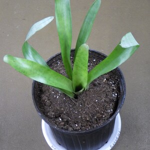 Neoregelia Sheba Bromeliad Offset for Shade or SUN | Etsy