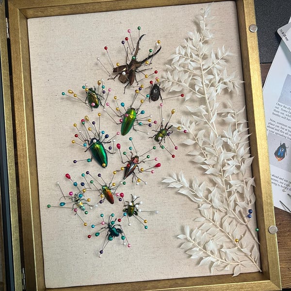 Beetle Mounting Kit for Beginners, With Real Beetles and Tools - Etsy