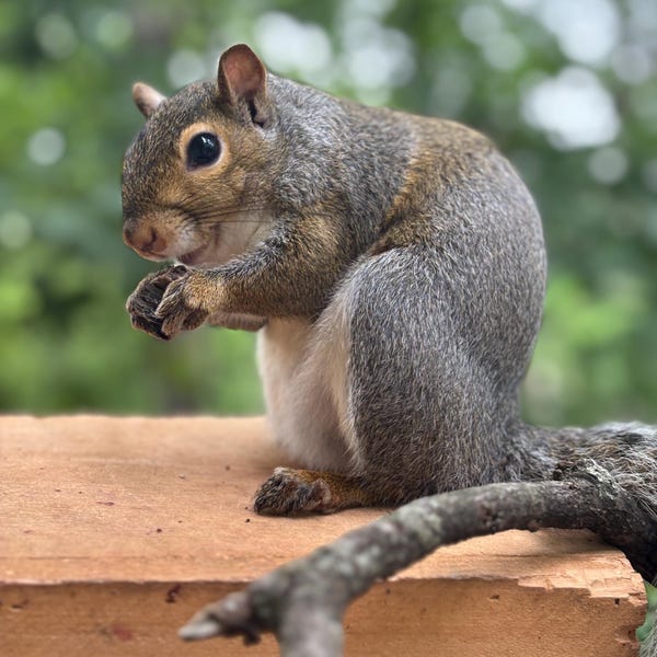 Squirrel House/nesting Box With Inside Predator Guard - Etsy