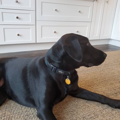 Dog Tag Bunny Chaser Dog Tag Funny Pet Tag Dog ID Tag - Etsy