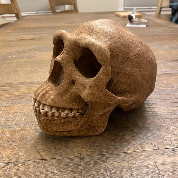 Neanderthal Skull Replica - Etsy