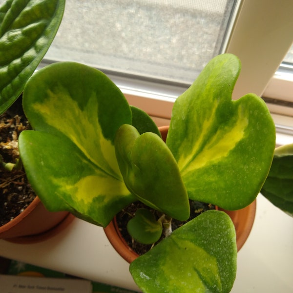 Hoya Kerrii 'picta' the Variegated Sweetheart Hoya, Rooted Plant - Etsy