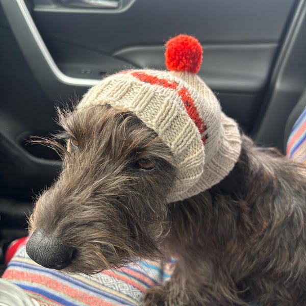 Pet Frog Costume Halloween Costume Frog Sweater and Hat Dachshund Frog ...