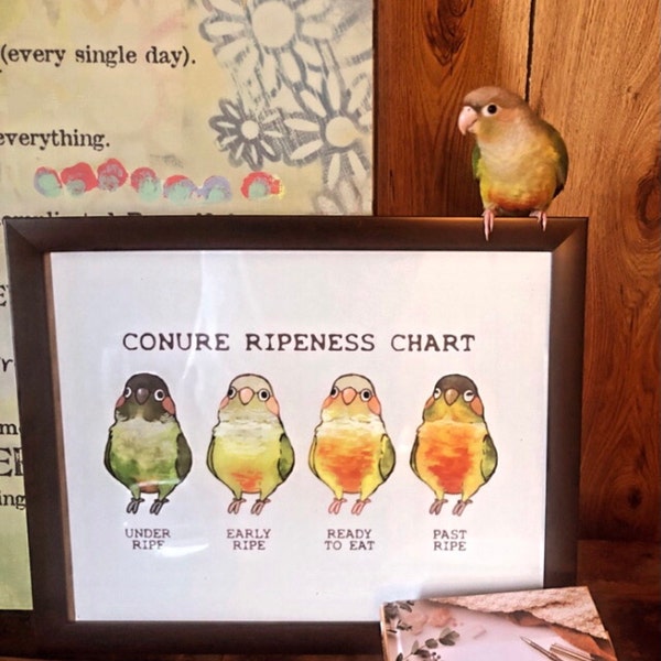 Conure Ripeness Chart Poster - Etsy