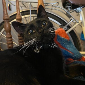 Cat Collar White with Metallic Gold Stars and Starbursts | Etsy