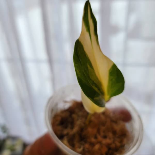 Rare Manjula Potho/mutant Manjula/hybrid Manjula High Viraigation ...