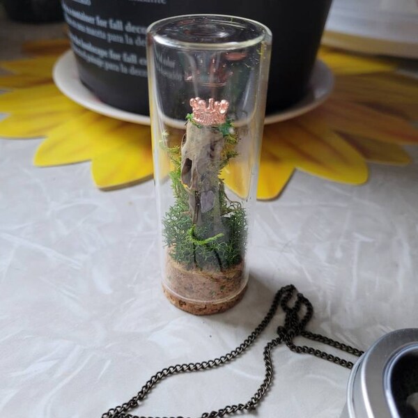 Crown Bone Jar Terrarium Rodent Skull and Bones Natural Stones - Etsy