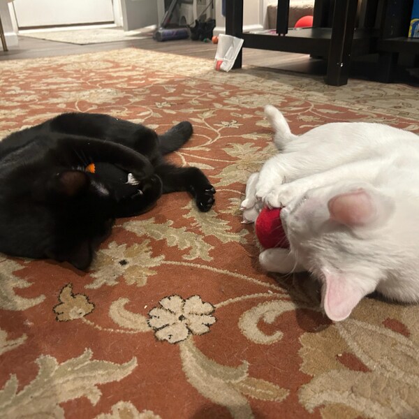 Food Toys for Cats, Cute Sweets for Cats, Donut Toys, Chocolate ...