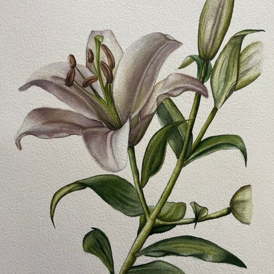 How to Paint Lily, Easy Watercolor Tutorial, Step by Step Flower Video ...