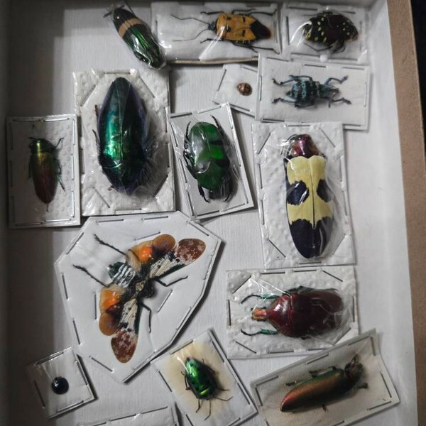 PAIR Giraffe Weevils, Trachelophorus Giraffa PAIRS, Entomology, Real ...