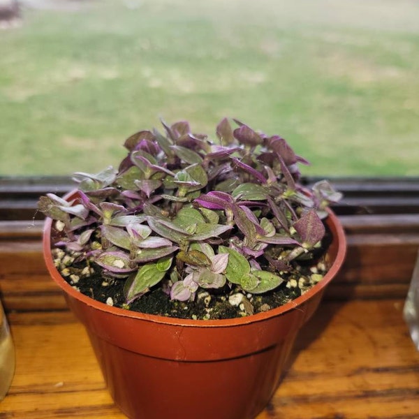 Sedum Dasyphyllum Major Blue Tears Sedum Live Succulent Plants 2" 4” 6 ...