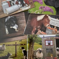 Donkey Card. Funny Donkey, Retired Donkeys, Coast 2 Coast, Greetings ...