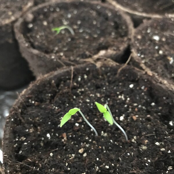 25 'sweety Drop' Pepper Seeds, Heirloom Red Biquinho Seeds, Brazilian ...