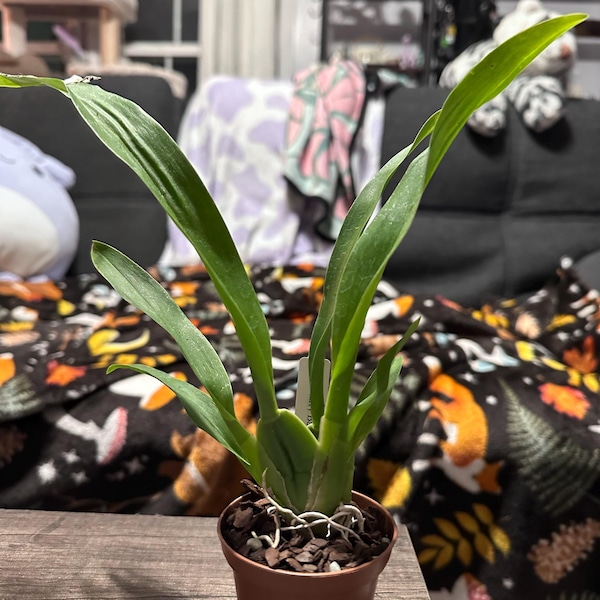 Oncidium Sharry Baby 'red Fantasy', Famous Orchid With Chocolate ...