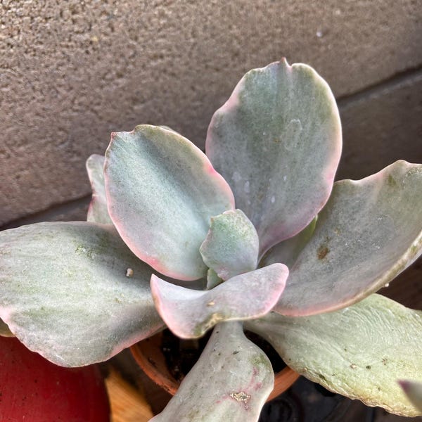 Peperomia 'ruby Cascade' Succulent Plant - Etsy