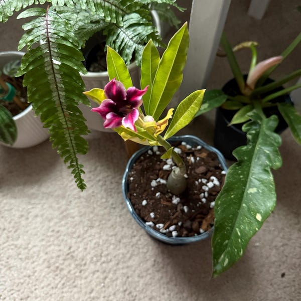 1 Grafted Double "purple Fire" Adenium /desert Rose Plant. 5-7 Inch ...