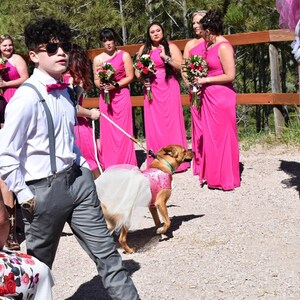 Star Spangled Girl Dog Harness Dress Xxsmall to 4xlarge Dog | Etsy