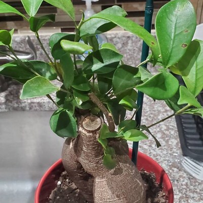 LIVE 4 Inch Pot Ficus Bonsai Plant, Funny New Doctor Gift, Plant Lover ...