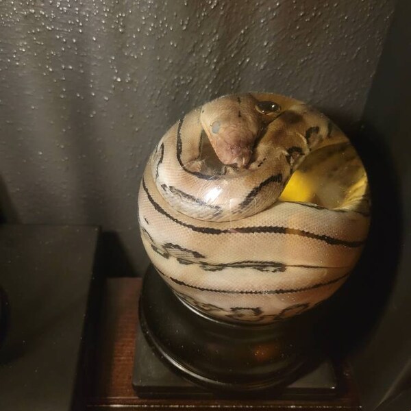 Mummified Rabbit Specimen - Etsy