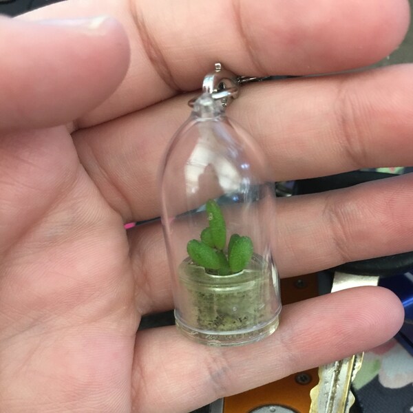 Apple Cactus - Live Cacti Terrarium Flower Miniature Plants Living ...