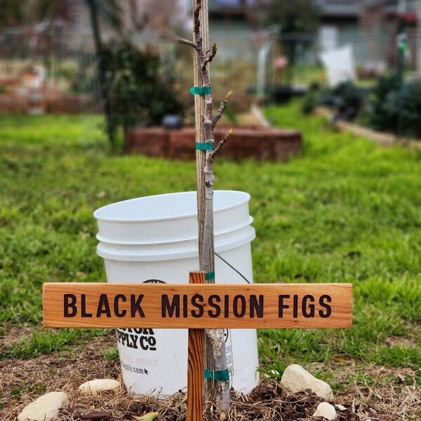 FIGS Rustic Tree Sign, Hand Routed, Tree Marker, Summer Fruit Tree Sign ...