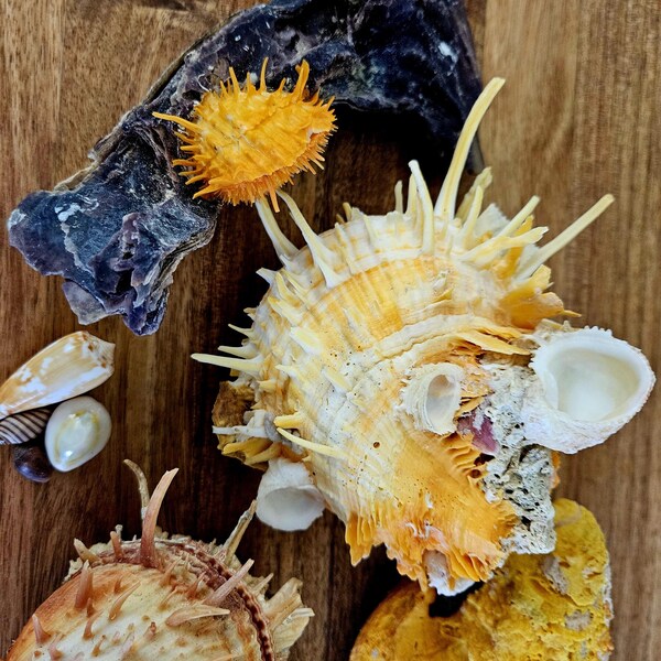 108.5mm Forreria Belcheri Giant FORRERIA/BELCHER'S CHORUS Shell ...