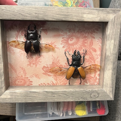 Framed Butterfly, Wall Decor, Home Decor, Entomology, Curiosities ...