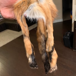 Set of 4 Red Fox Paws With Legskins- Tanned ~7-10" (#598) - Etsy