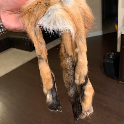 Set of 4 Red Fox Paws With Legskins Tanned 7-10 598 - Etsy