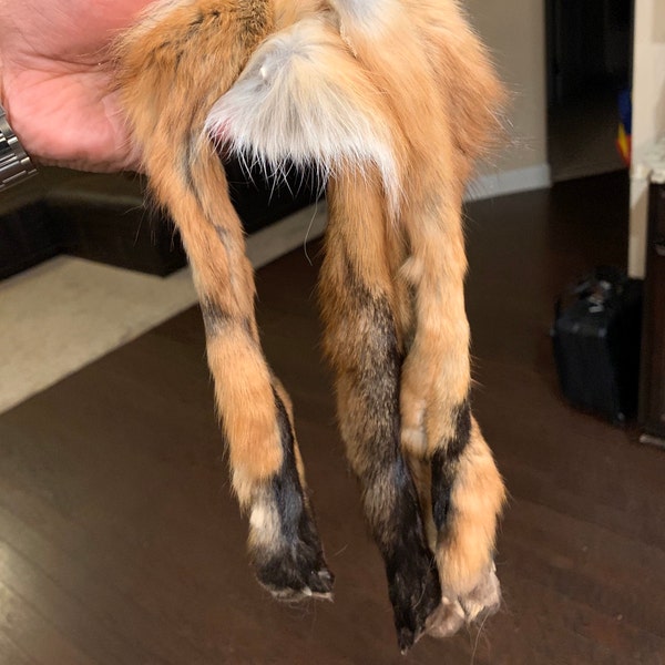 Set of 4 Red Fox Paws With Legskins Tanned 7-10 598 - Etsy